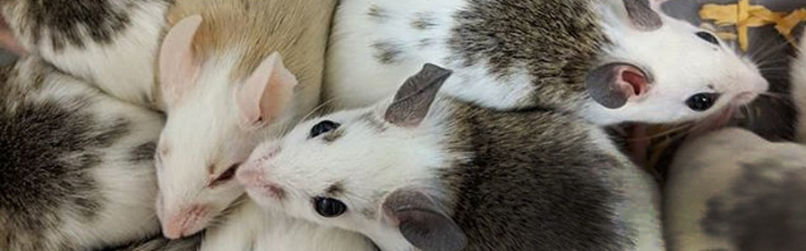 African Soft Furs | Gecko Gurl