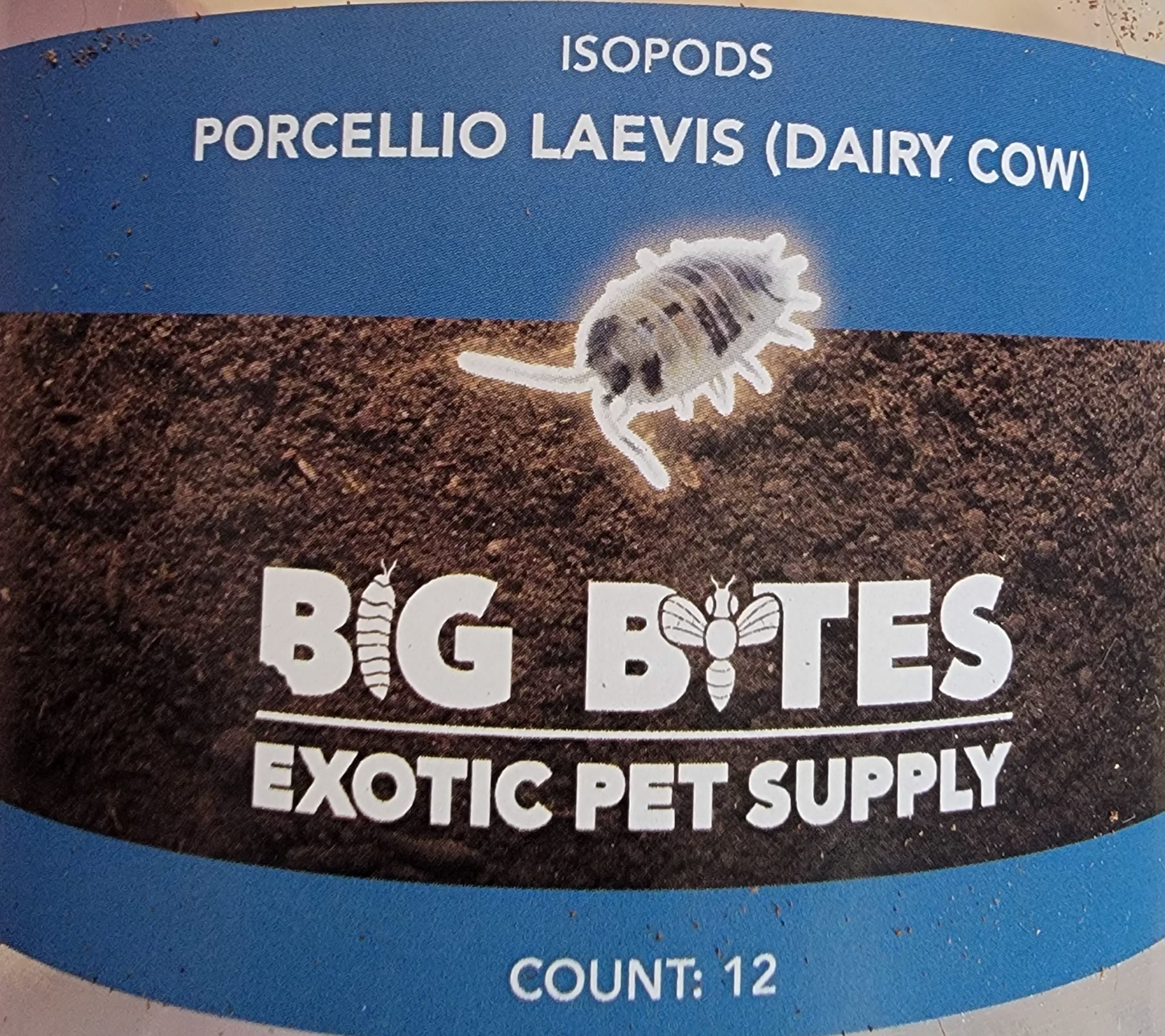 Where Are Dairy Cow Isopods Native To at Joshua William blog